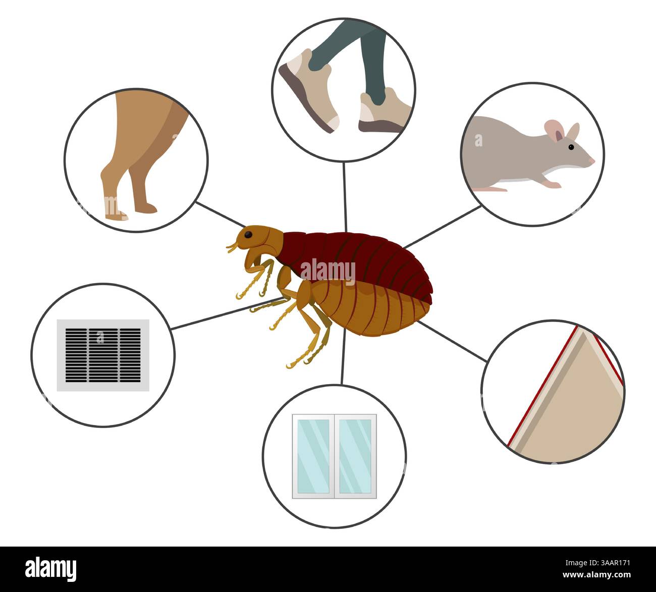Diagram showing the main causes of fleas infestations in homes ...