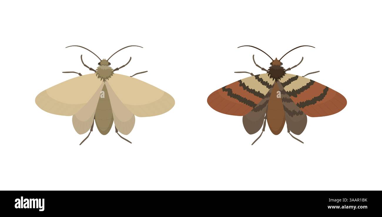 Two common household moths, the indian meal and the webbing clothes ...