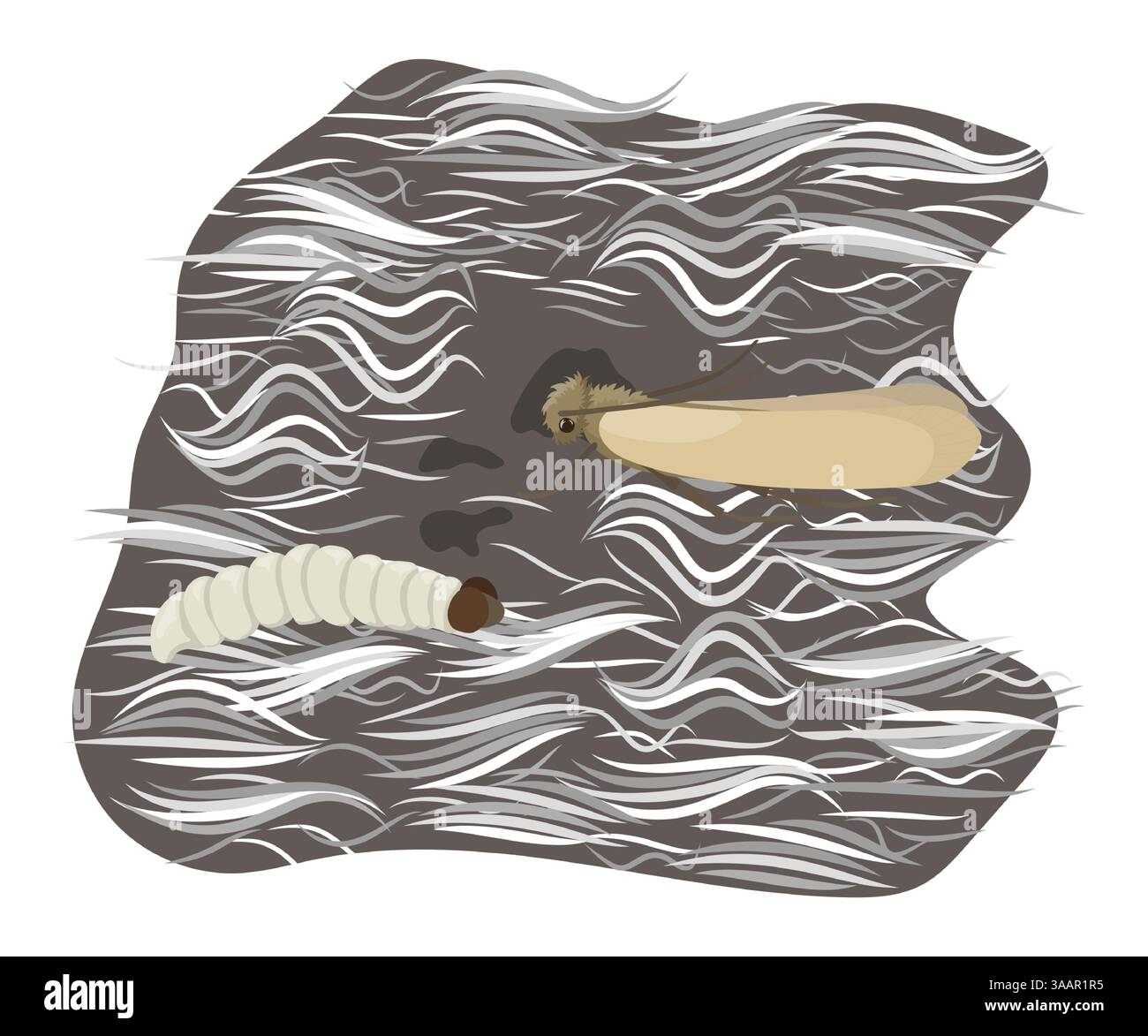 Webbing clothes moth and its larva consuming wool fibers, resulting in ...