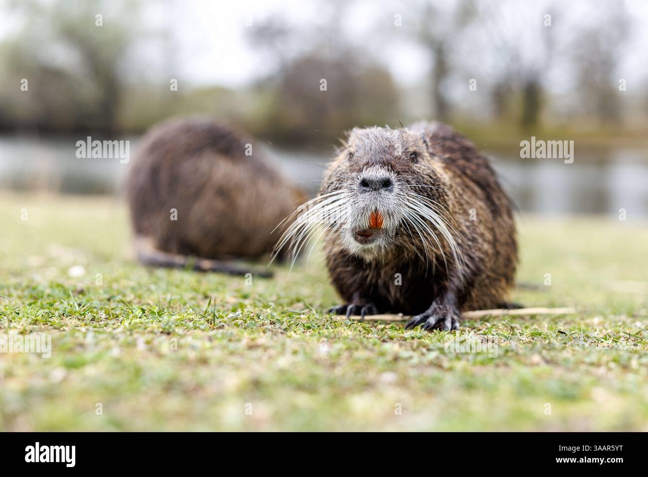 Karlsruhe, Germany. 29th Mar, 2025. A nutria (Myocastor coypus, also ...