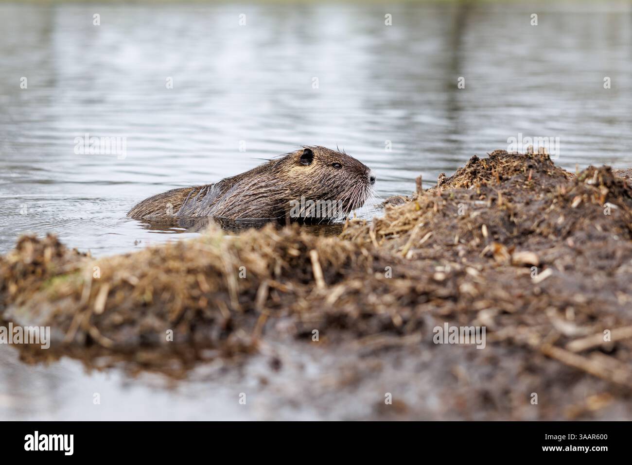 Karlsruhe, Germany. 29th Mar, 2025. A nutria (Myocastor coypus, also ...