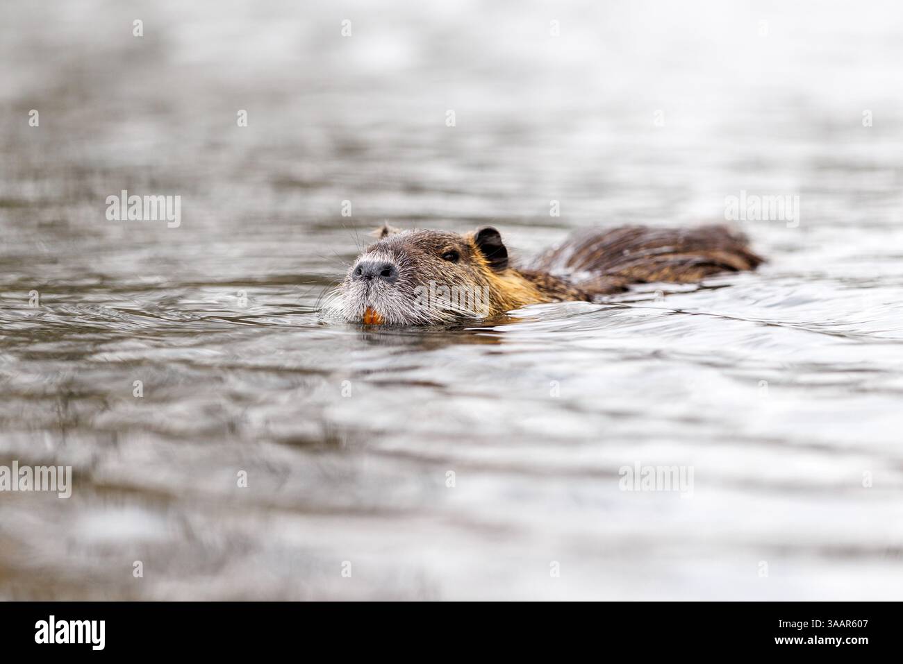 29 March 2025, Baden-Württemberg, Karlsruhe: A nutria (Myocastor coypus ...