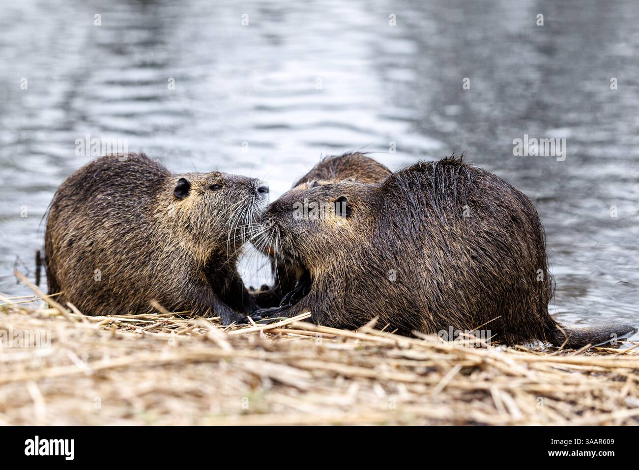 Karlsruhe, Germany. 29th Mar, 2025. Two nutria (Myocastor coypus, also ...