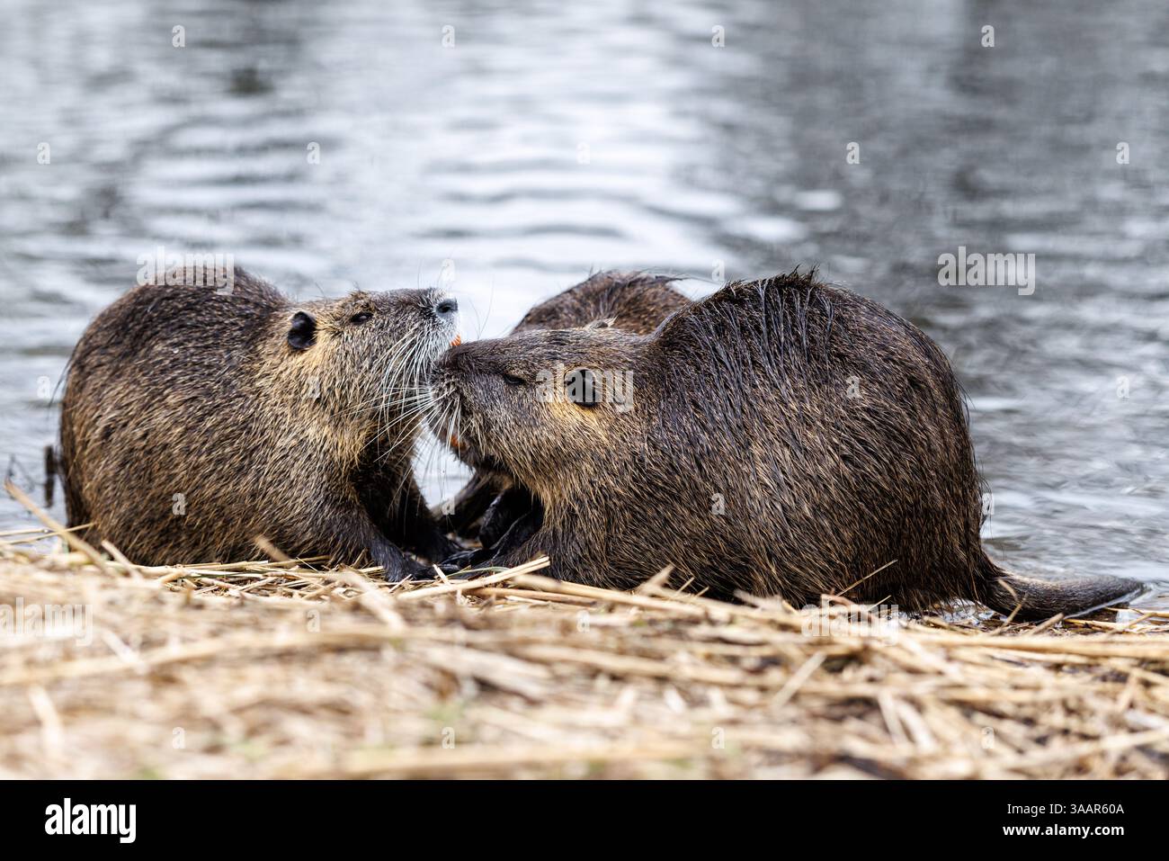 Karlsruhe, Germany. 29th Mar, 2025. Two nutria (Myocastor coypus, also ...