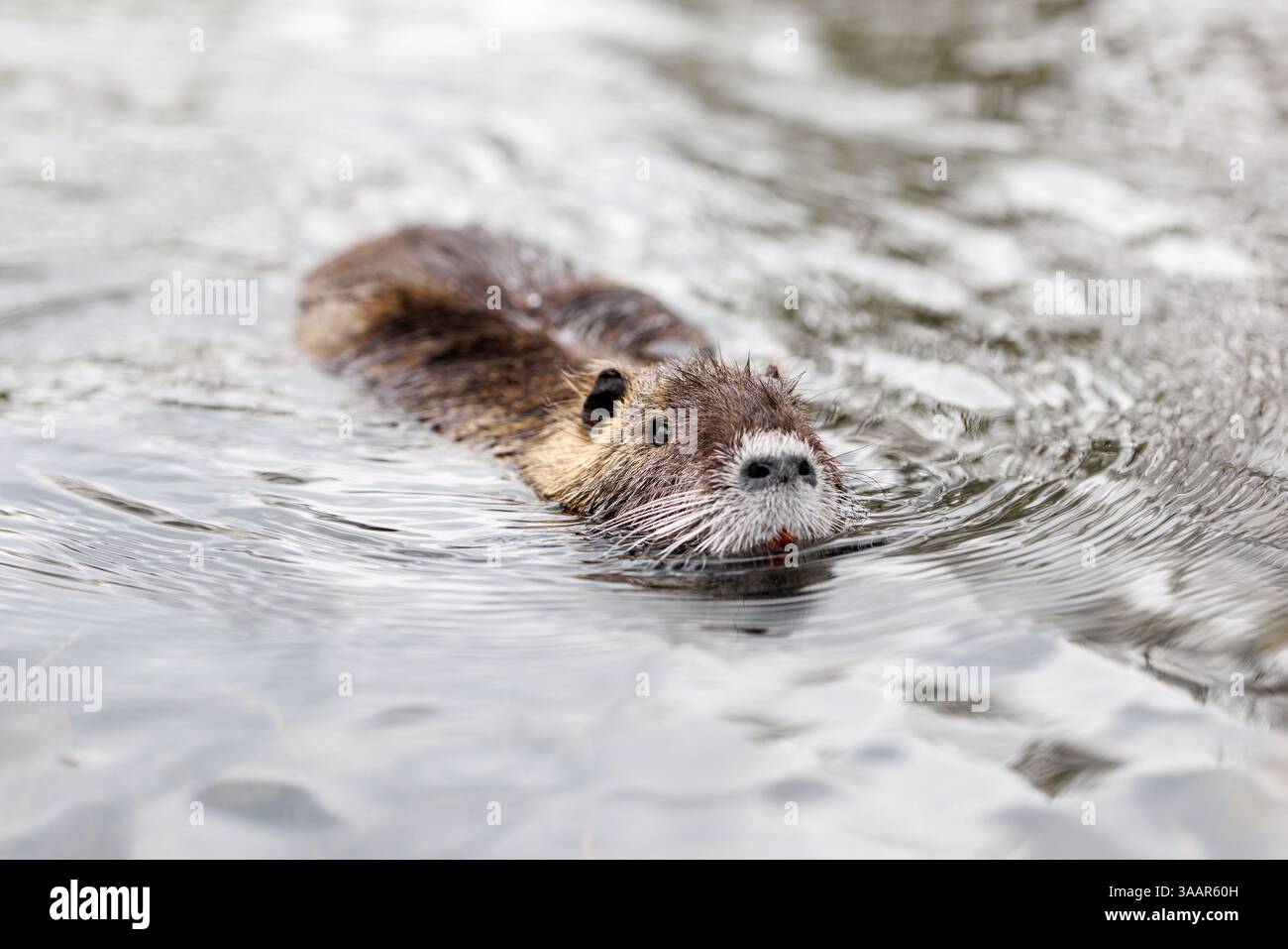 Karlsruhe, Germany. 29th Mar, 2025. A nutria (Myocastor coypus, also ...