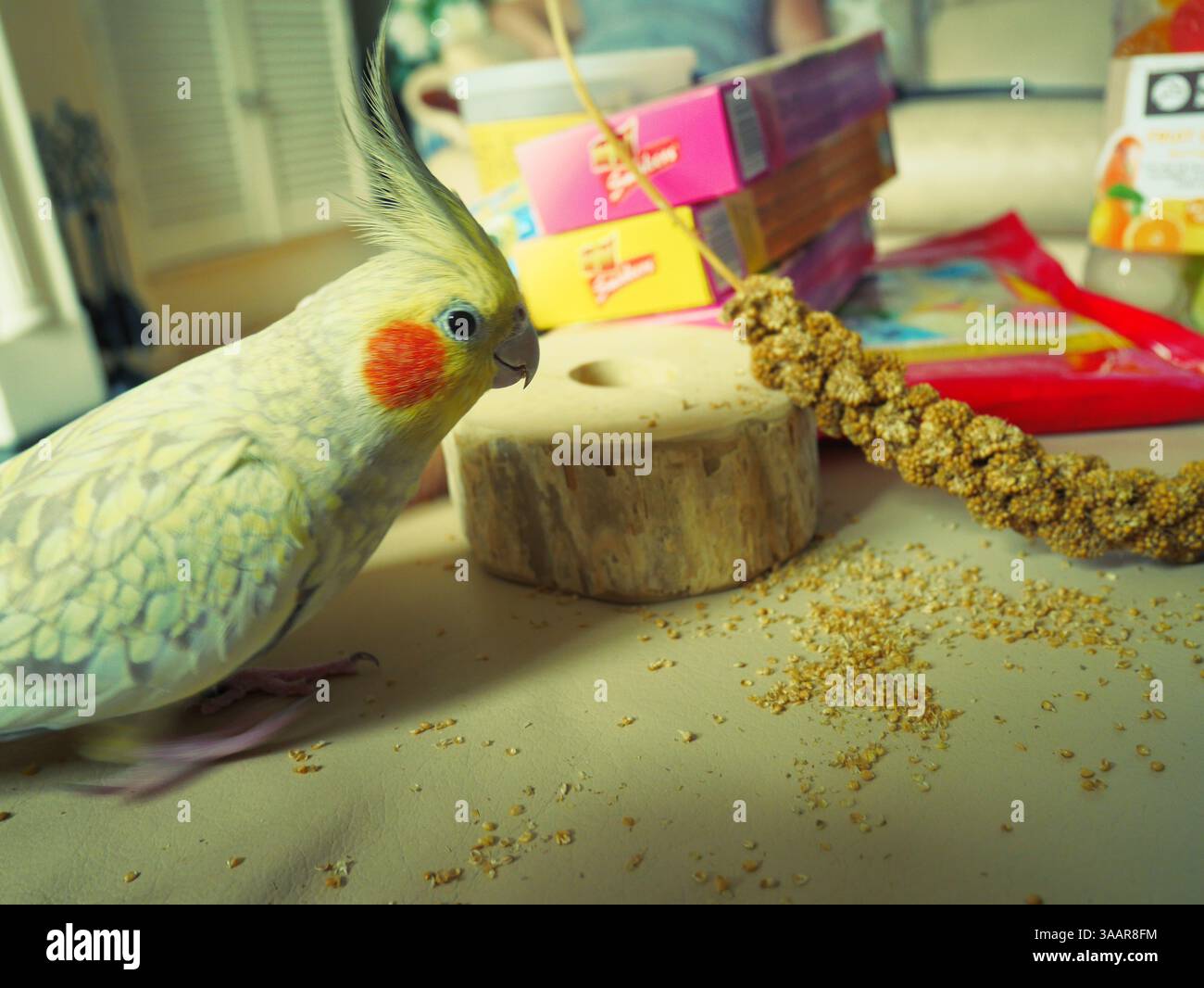 Cockatiel with millet hi-res stock photography and images - Alamy