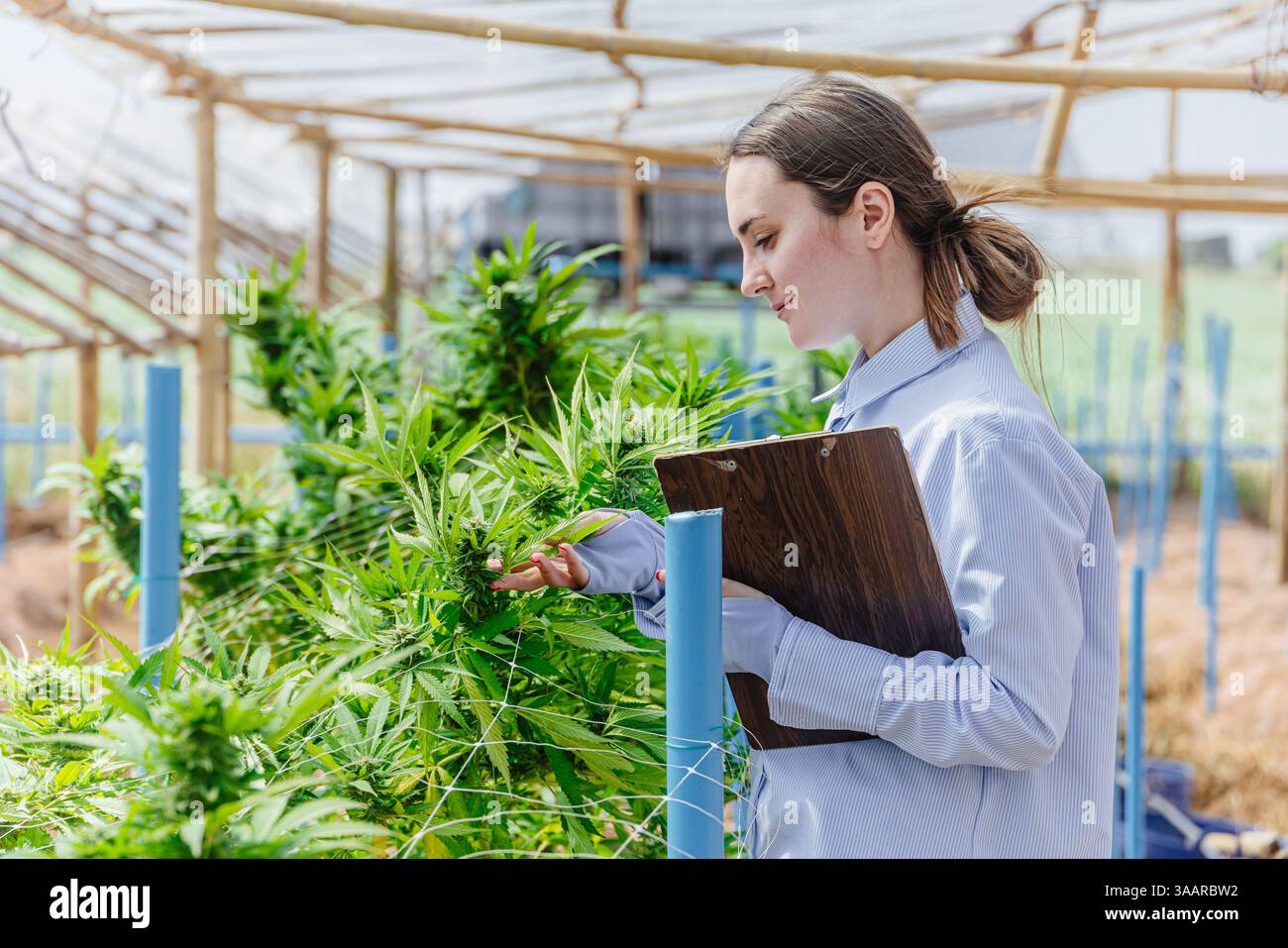 Young farmer Hemp agriculture plant farm owner planting sativa bleed ...