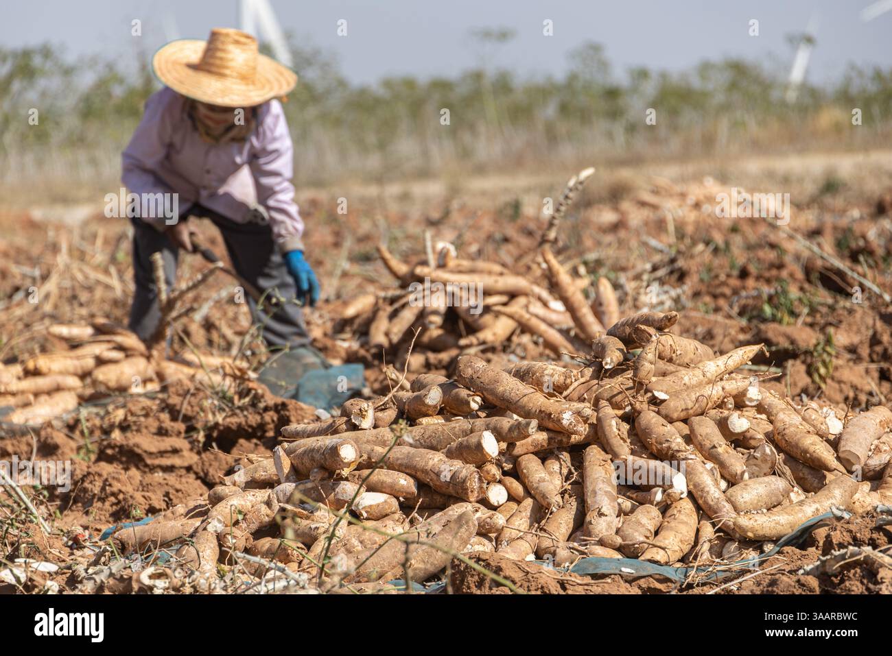 Farmer harvest cassava from agriculture field, pile of cassava root for making tapioca flour ...