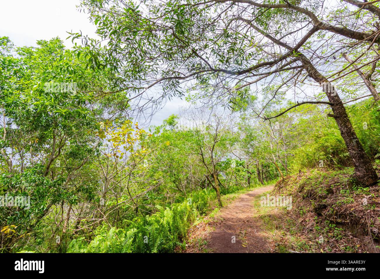 Highland trail leading up Mt. Vulcan, a dormant volcano with sparse ...