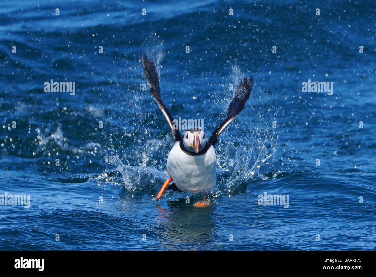 A puffin on the Farne Islands in Northumberland, as Inner Farne, one of ...