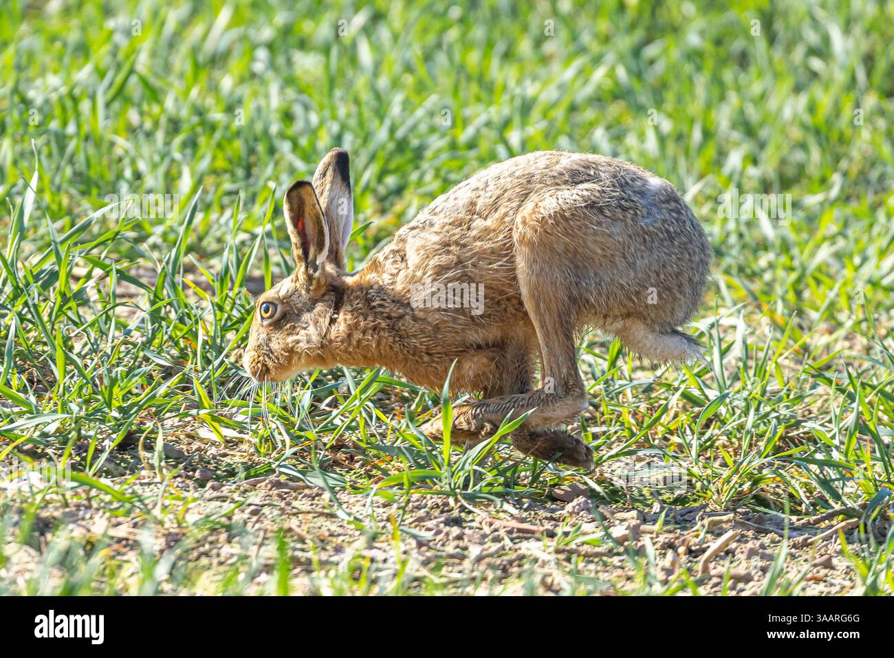 Kidderminster, UK. 1st april, 2025. UK weather: a wild hare races ...
