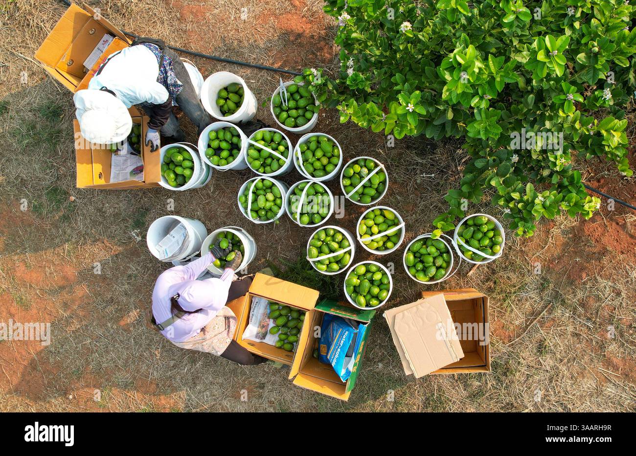 (250401) -- RUILI, April 1, 2025 (Xinhua) -- An aerial drone photo ...