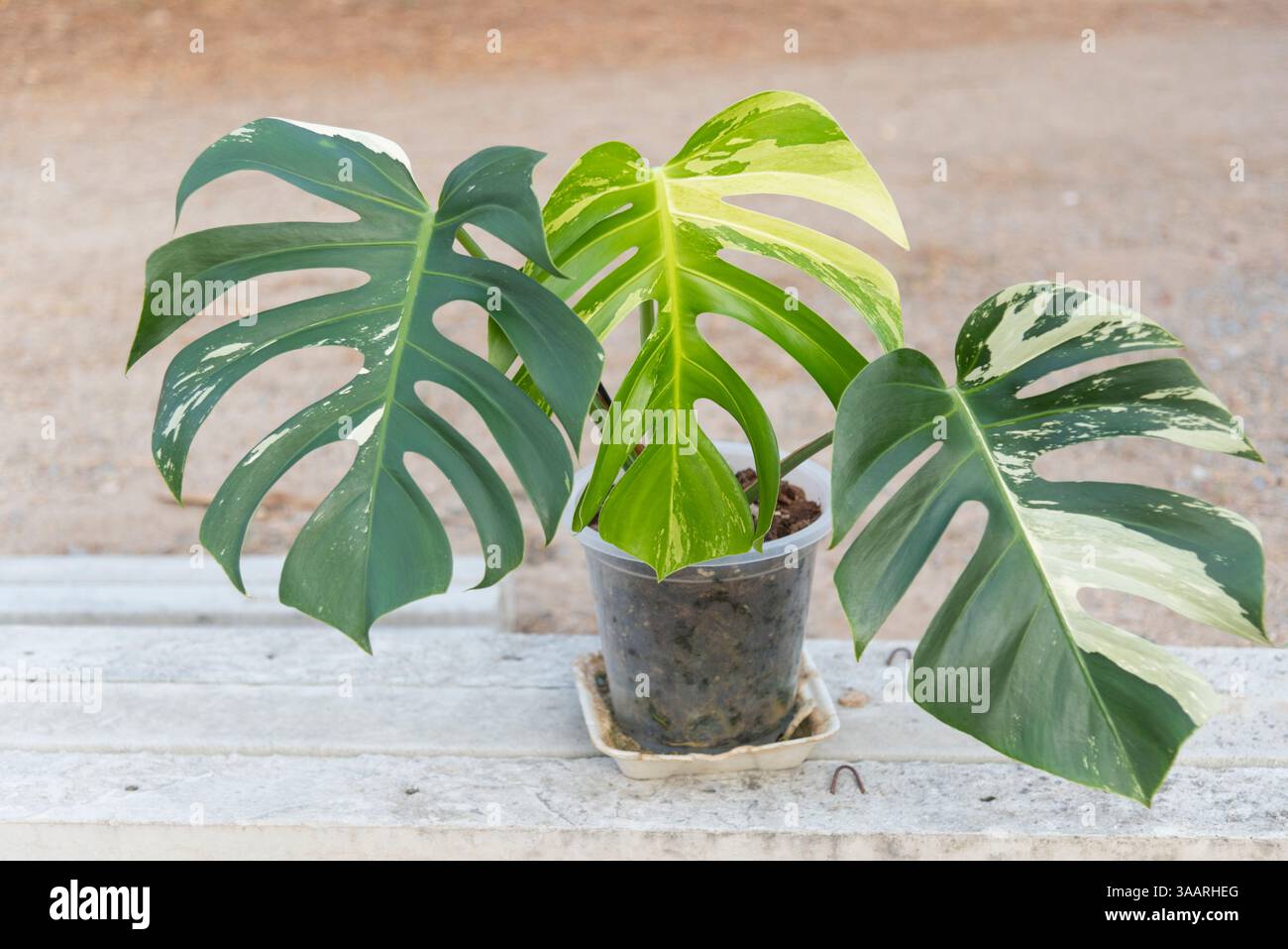 Monstera Deliciosa x Borsigiana Mint variegated in the pot Stock Photo ...