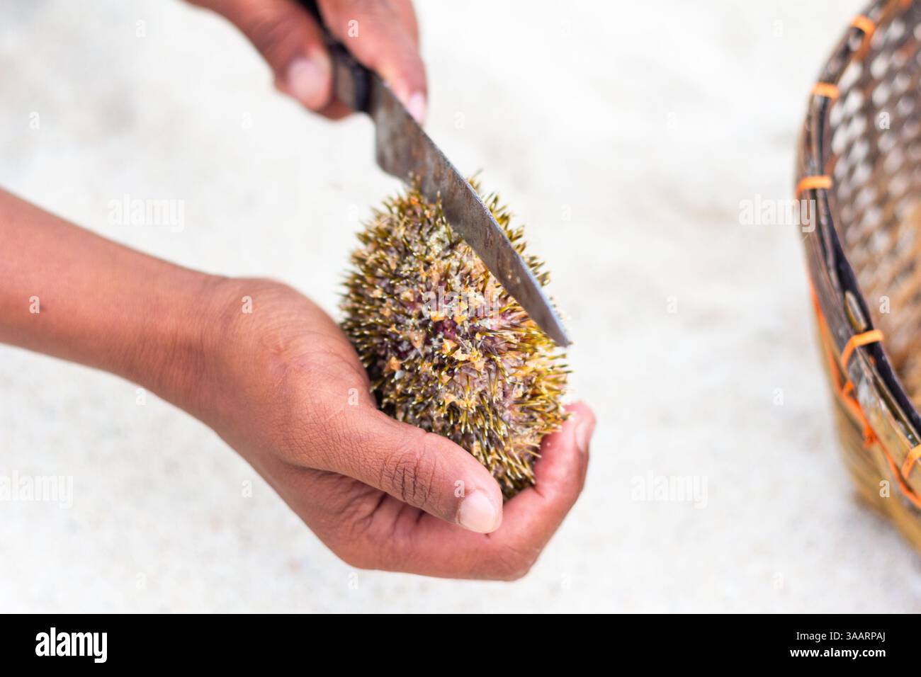 Cracking open a fresh sea urchin at White Island in Camiguin ...