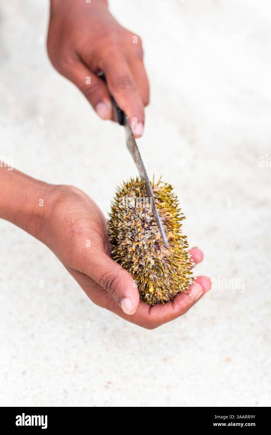 Cracking open a fresh sea urchin at White Island in Camiguin ...