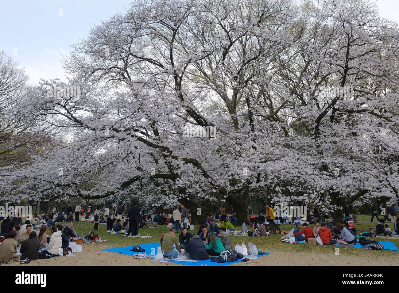Lots of people enjoy cherry blossom viewing in full bloom at Kinuta Park in Setagaya Ward, Tokyo ...