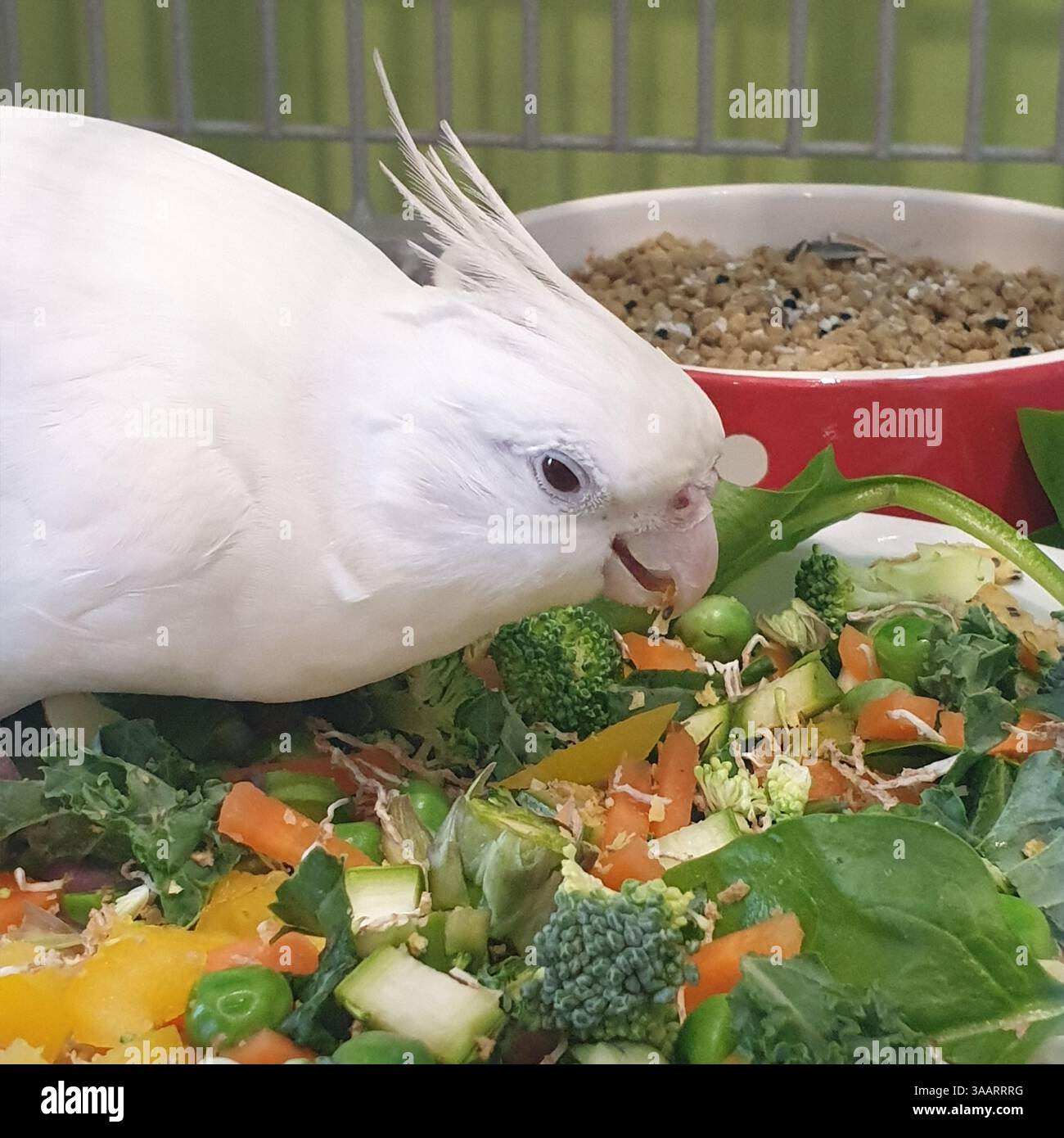A white female lutino cockatiel named Freya eating from a plate of ...