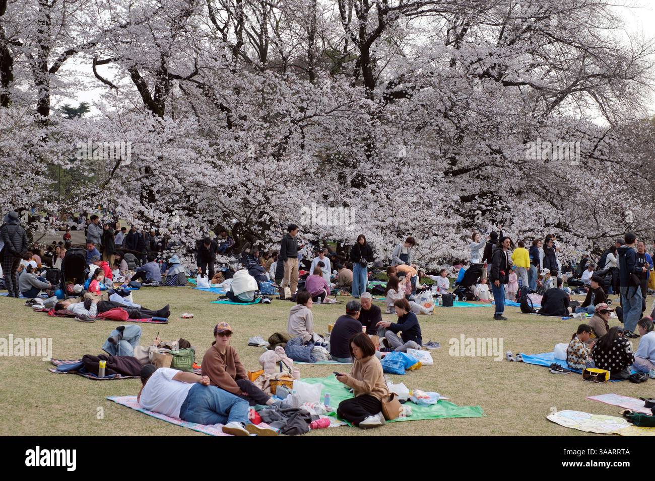 Lots of people enjoy cherry blossom viewing in full bloom at Kinuta Park in Setagaya Ward, Tokyo ...