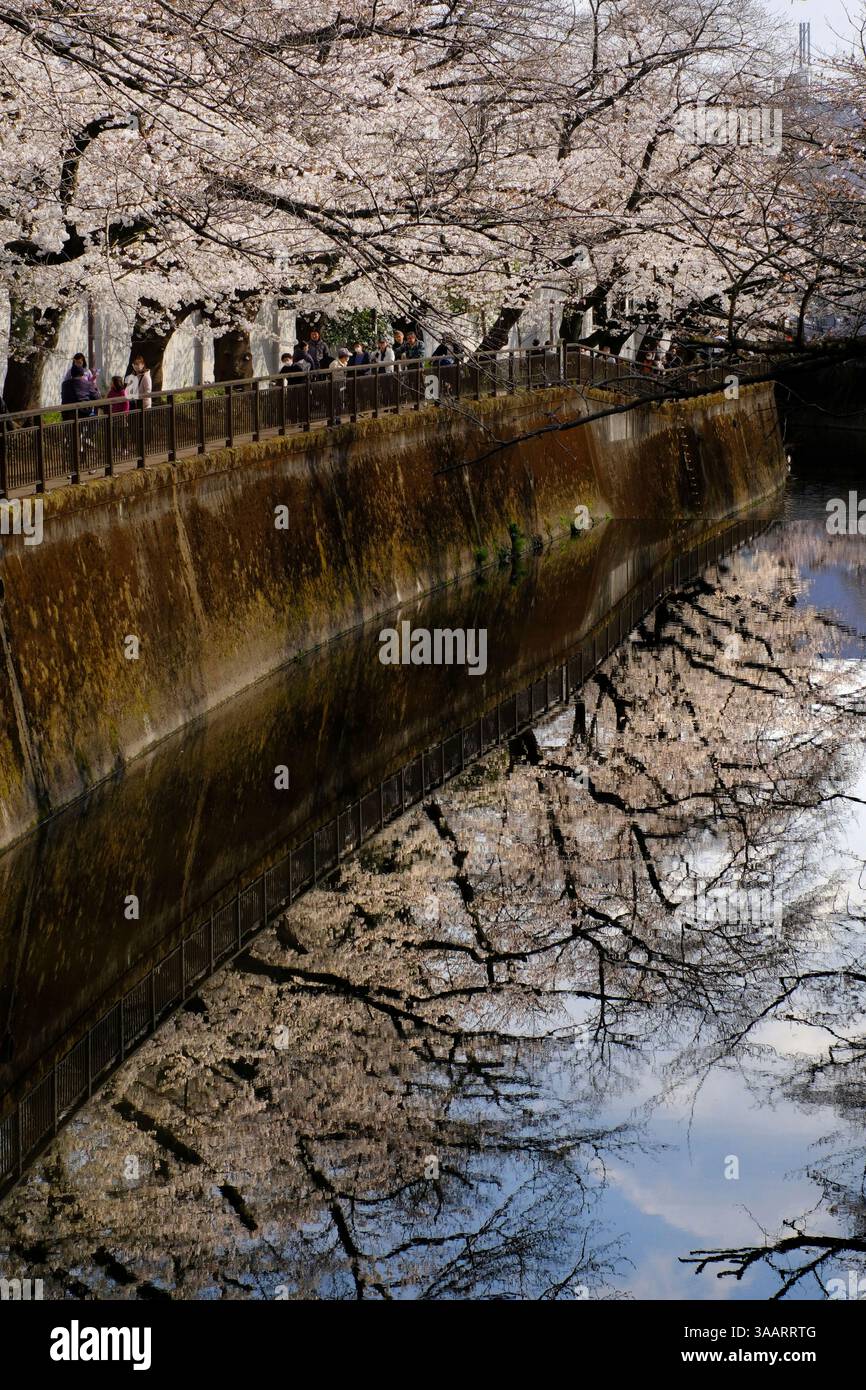 Lots of people enjoy cherry blossom viewing in full bloom along the Sengawa river in Setagaya ...