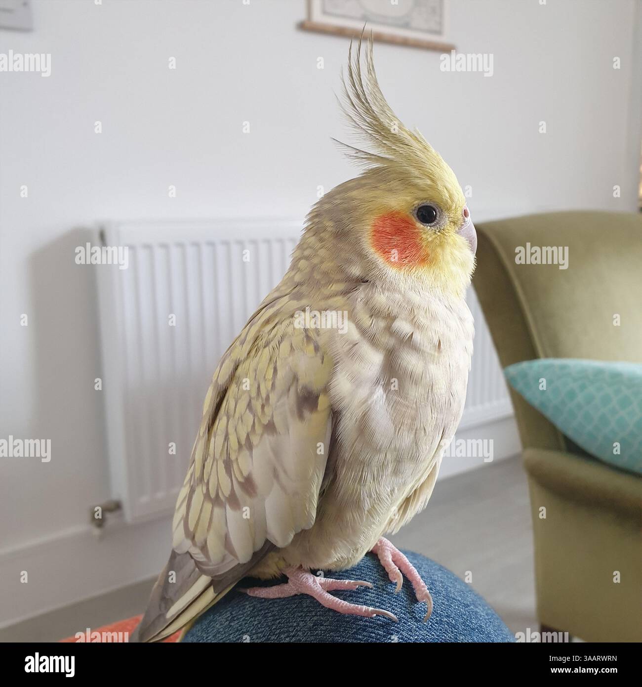 A cinnamon pearl female cockatiel named Tilly sitting on a knee in a ...