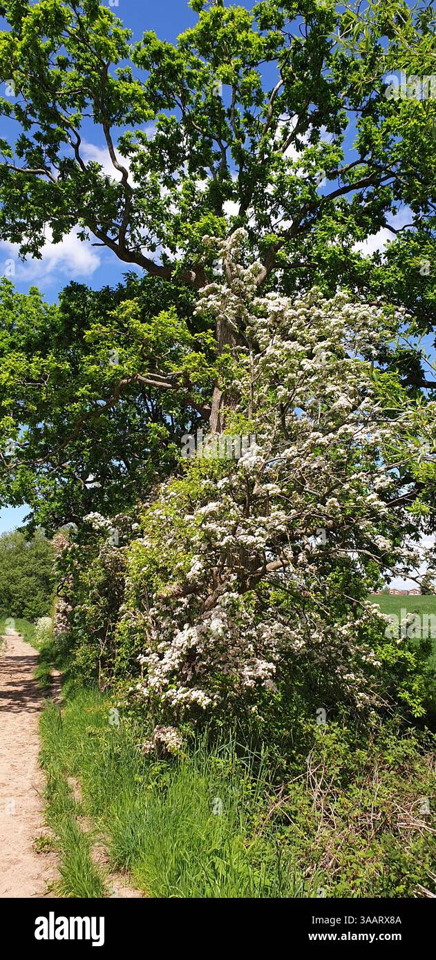 Beautiful oak tree in Coppull, Lancashire, UK Stock Photo - Alamy