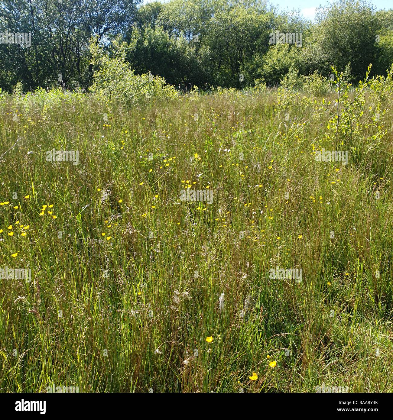 Wildflower meadow in Hic Bibi Nature Reserve, Coppull, Chorley ...