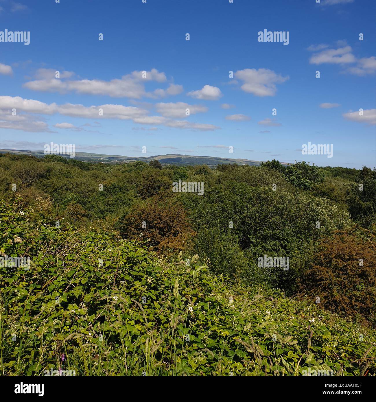 Tree top view in summer at Hic Bibi Nature Reserve, Coppull, Lancashire ...