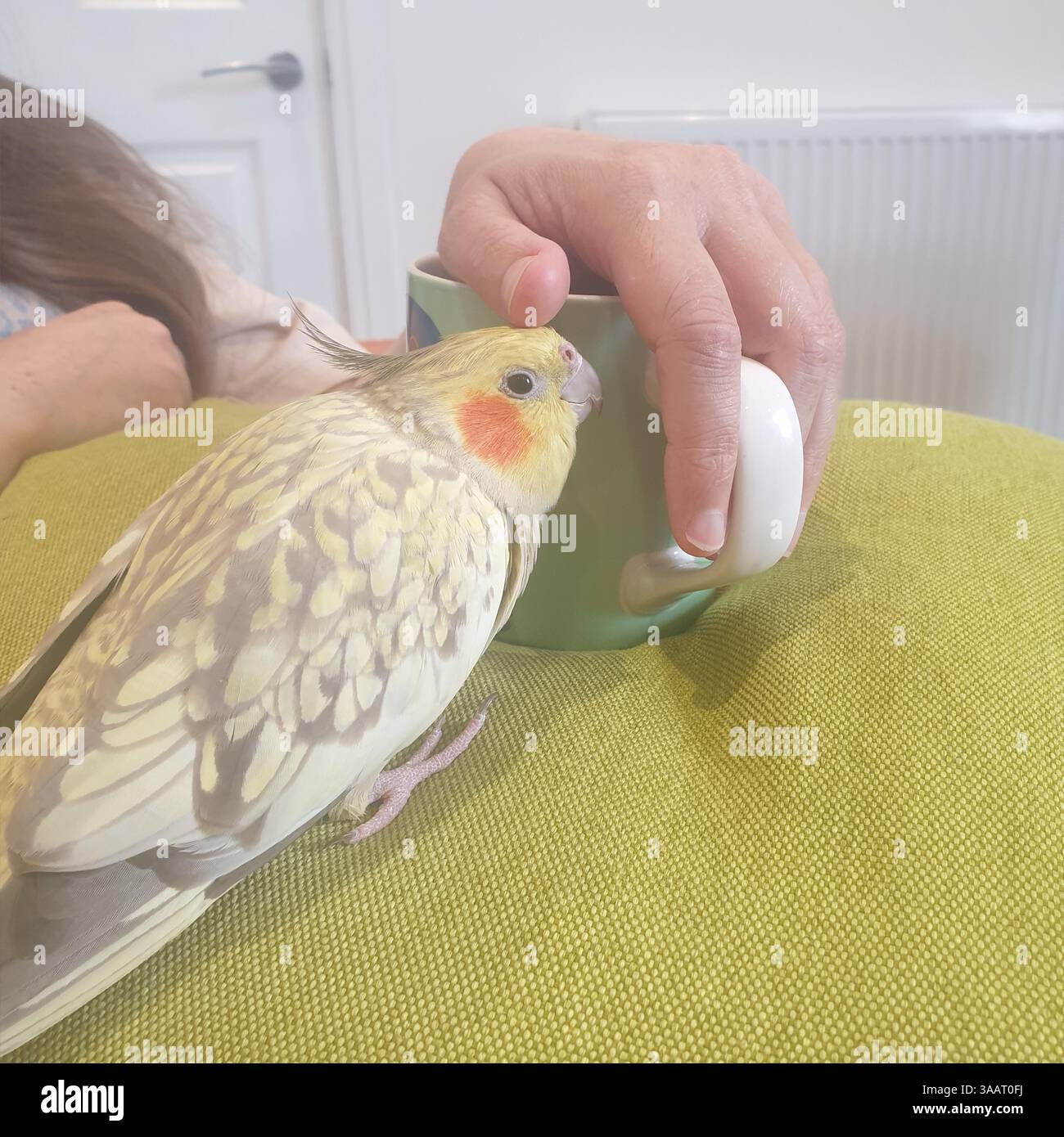 Tilly the cinnamon pearl cockatiel relaxing next to a cup of tea and ...