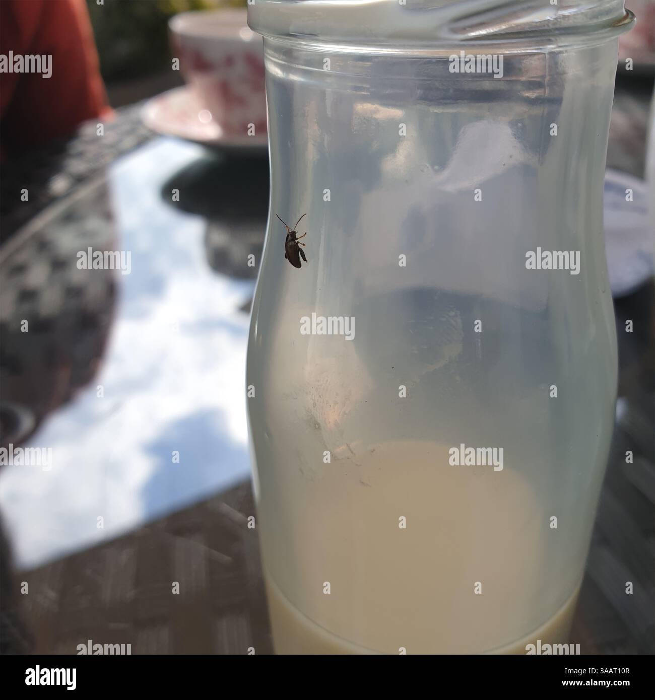 A small bug on an oat milk bottle in a cafe in Knutsford, UK Stock ...