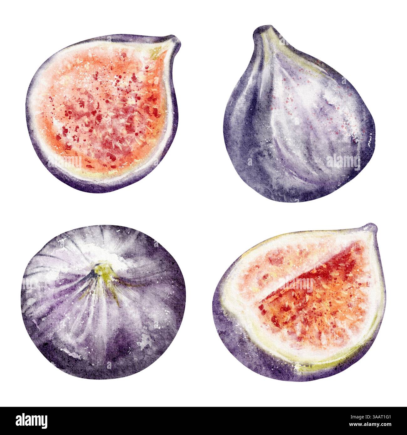 Fresh Tropical figs watercolor illustration Stock Photo - Alamy