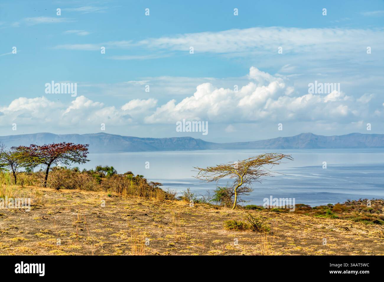 Ethiopia, Acacia trees in the dry savannah grasslands of the Abijatta ...
