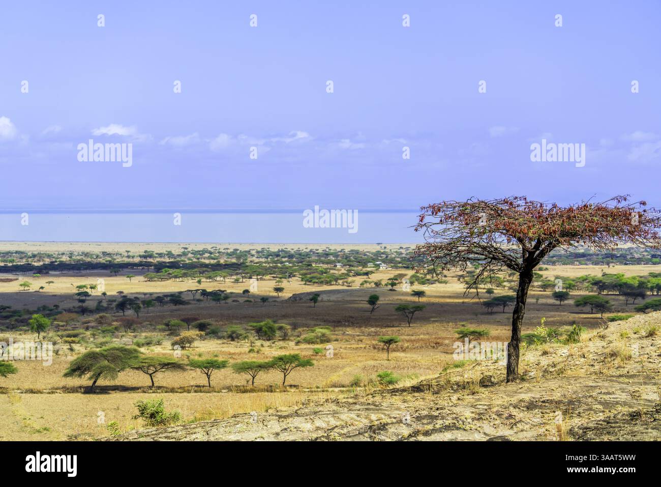 Ethiopia, Acacia trees in the dry savannah grasslands of the Abijatta ...