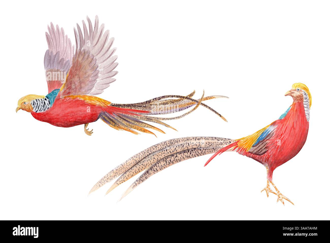 Flying and standing golden pheasant watercolor set isolated on white ...
