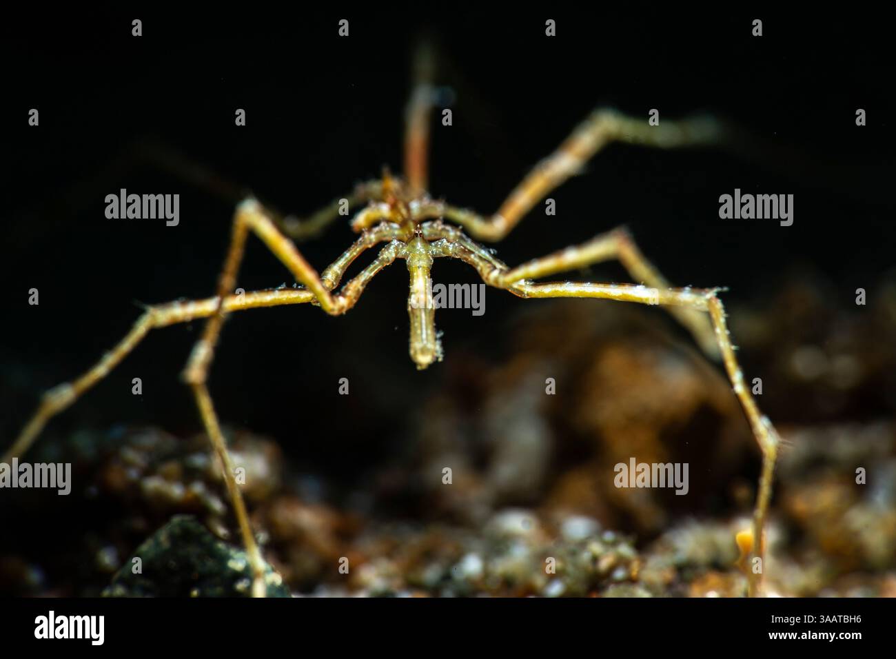 Sea Spider, an arthropod, from the Pycnogonida class Stock Photo - Alamy