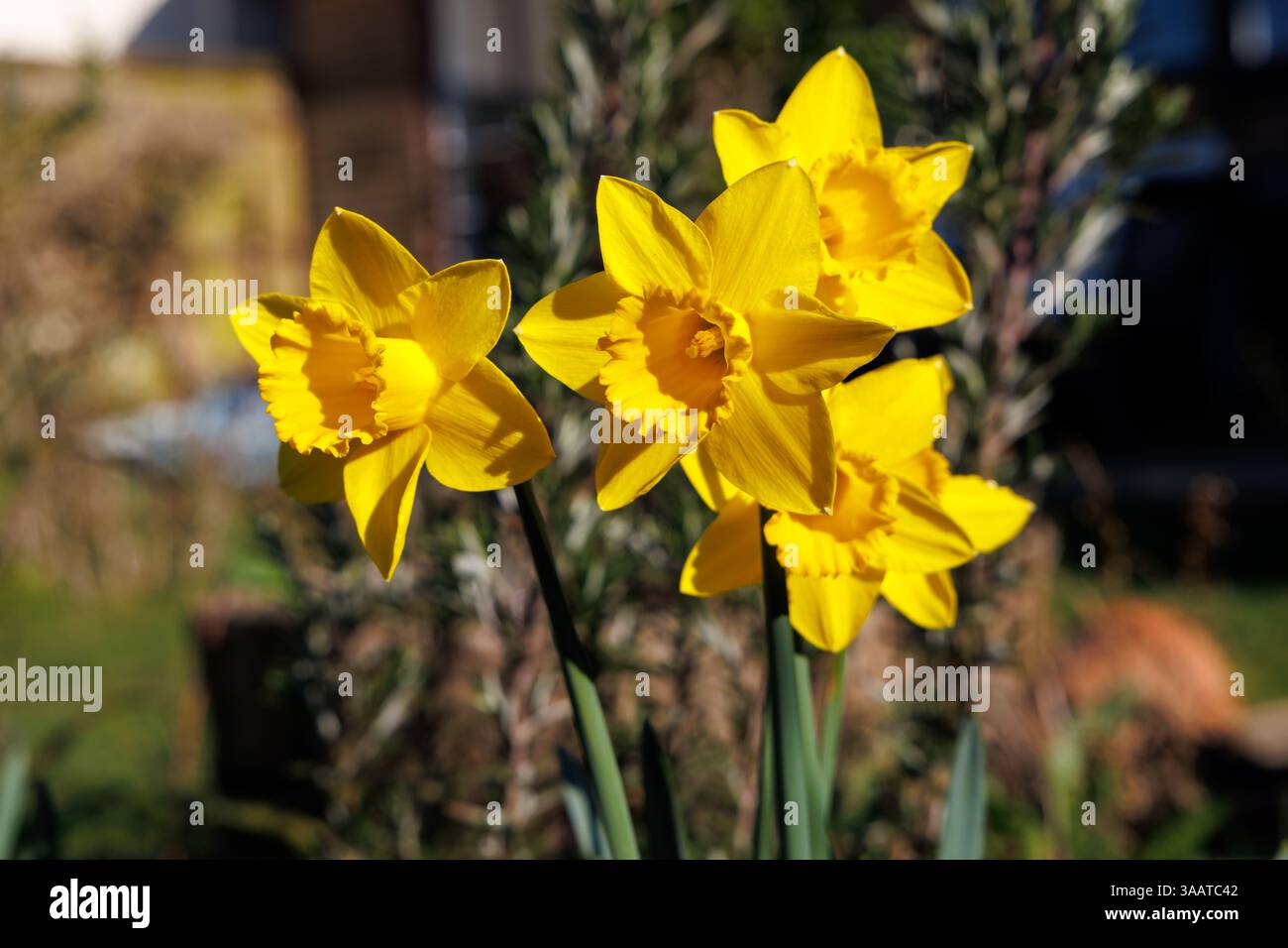 Yellow Daffodil flowers growing during springtime in a garden in the UK ...