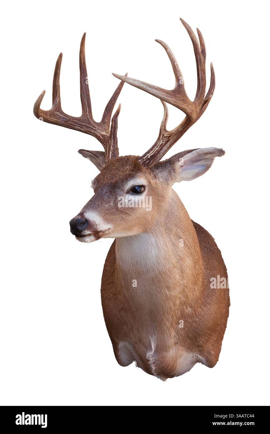 An eleven point antlers whitetail deer buck mount isolated on a white ...