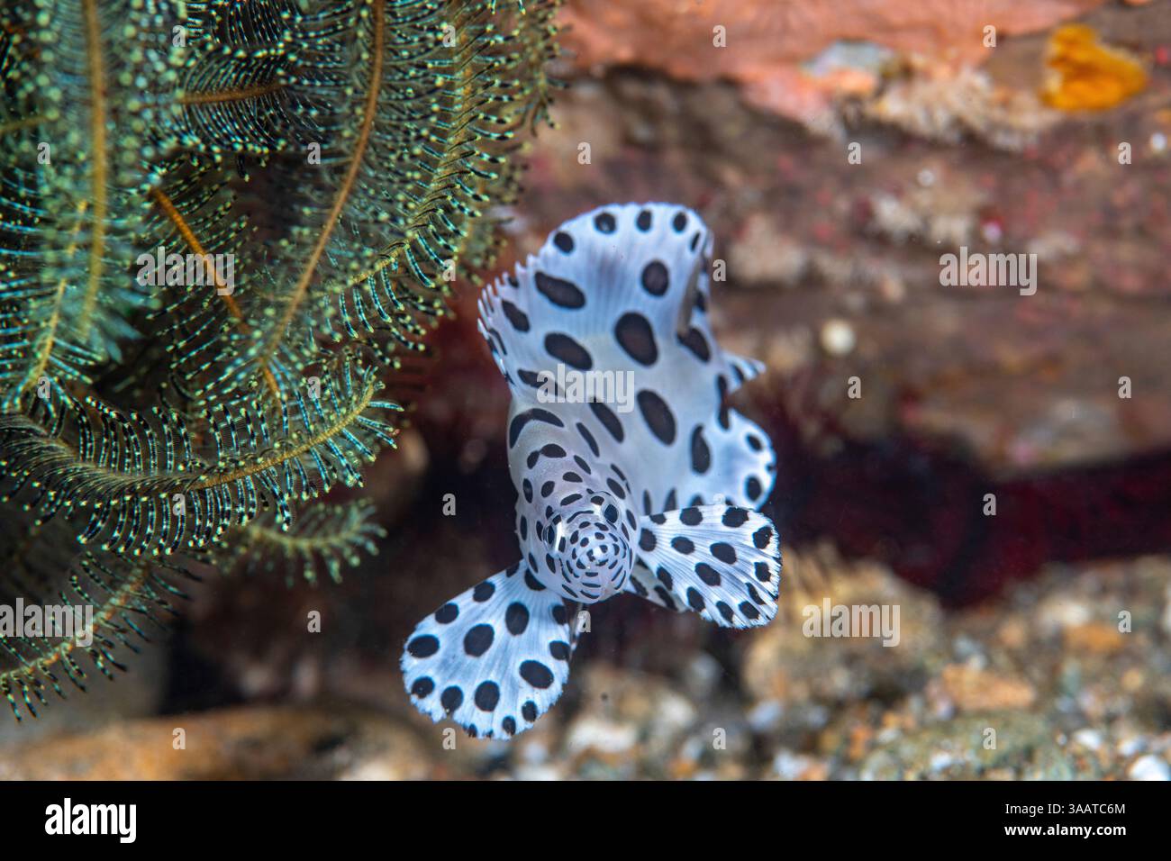 A juvenile barramundi fish (Cromileptes altivelis Stock Photo - Alamy