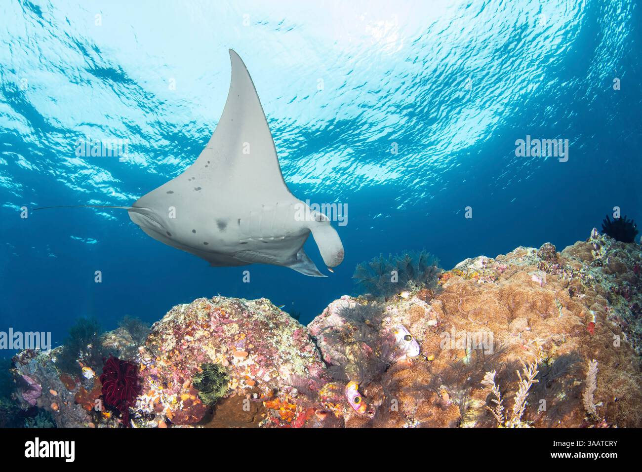 A manta ray (Mobula alfredi), swims above the coral, Raja Ampat ...