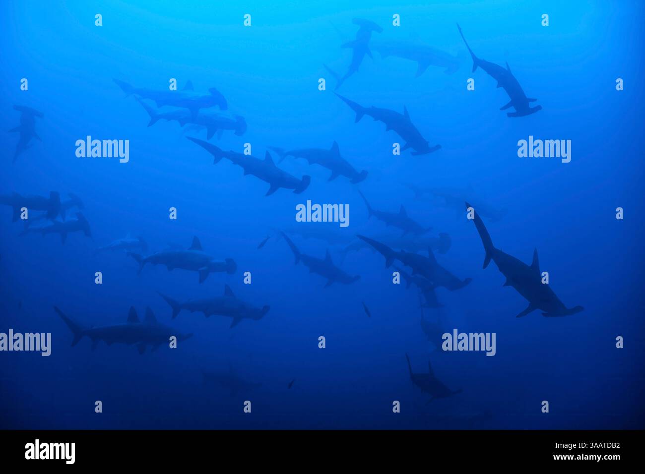 A school of scalloped hammerhead sharks Stock Photo - Alamy