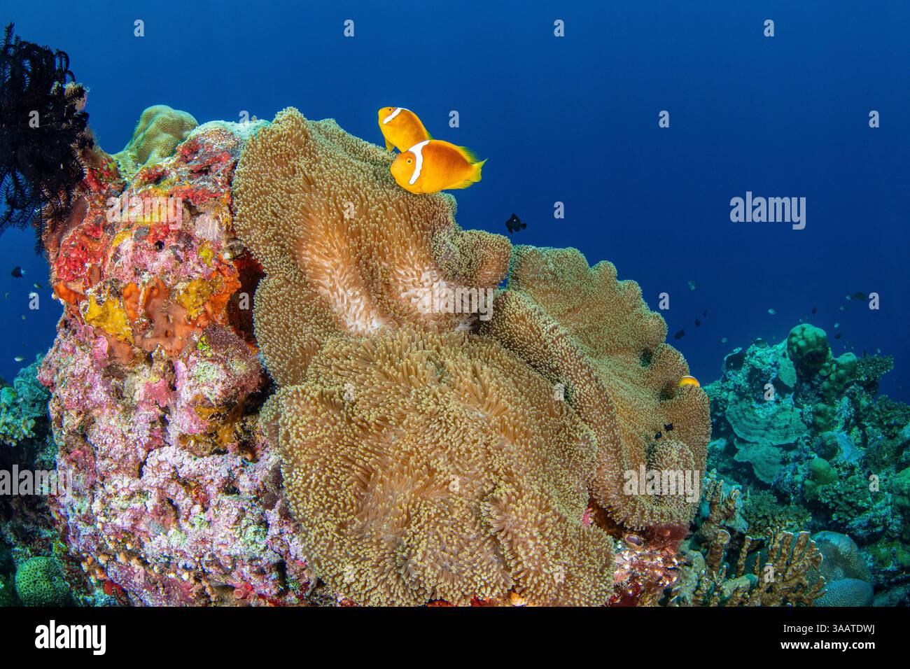 A pair of white capped clownfish, Solomon Island Stock Photo - Alamy