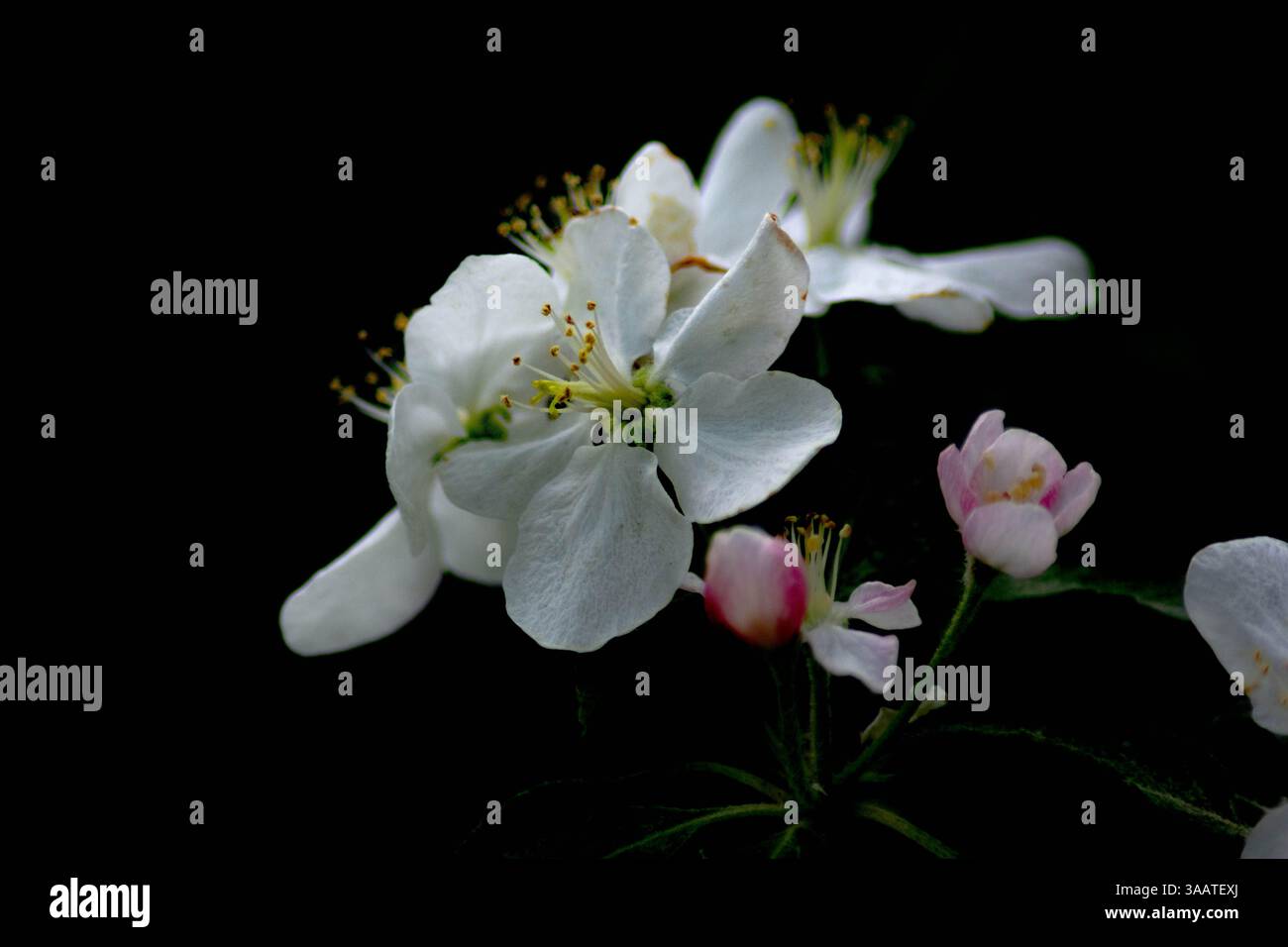 Blossoming trees. Spring garden. White flowers on trees. Green trees in ...