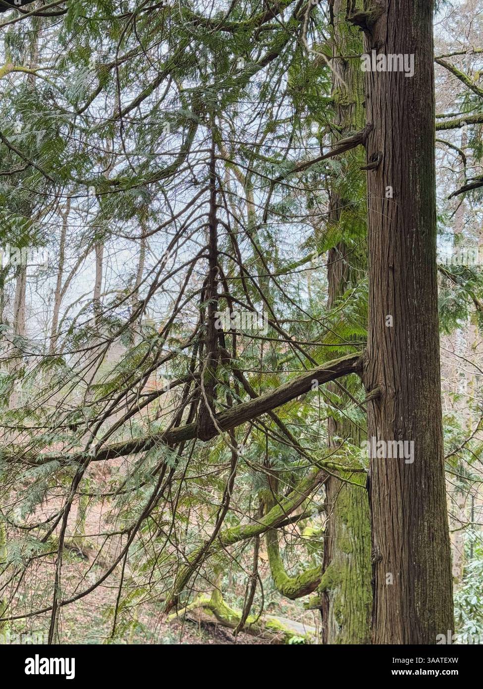 A dense forest with tall evergreen trees, featuring moss-covered ...