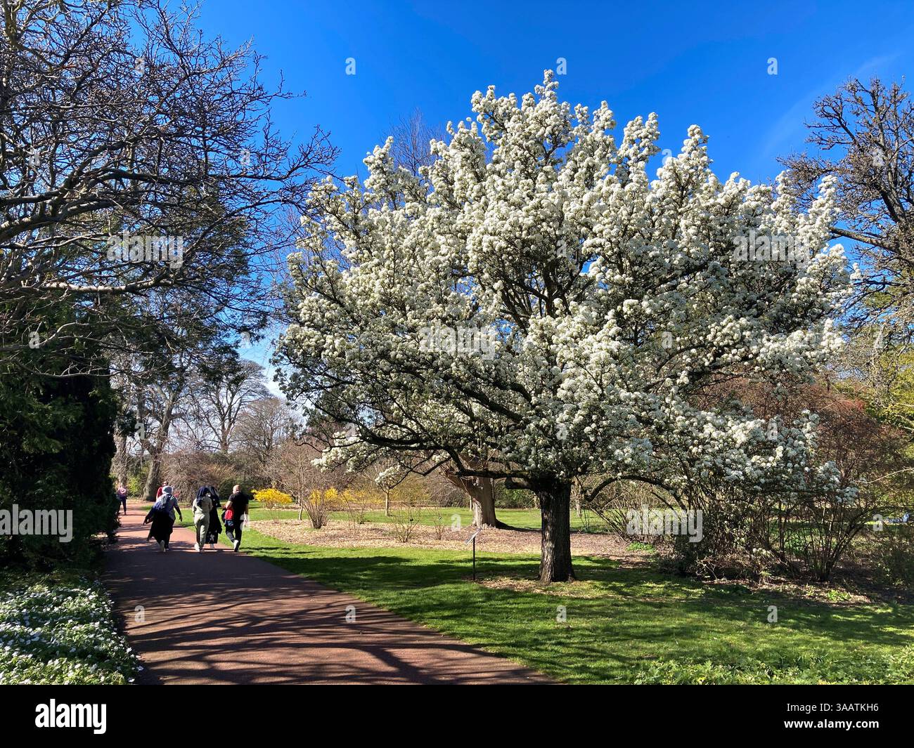 Pyrus korshinskyi hi-res stock photography and images - Alamy