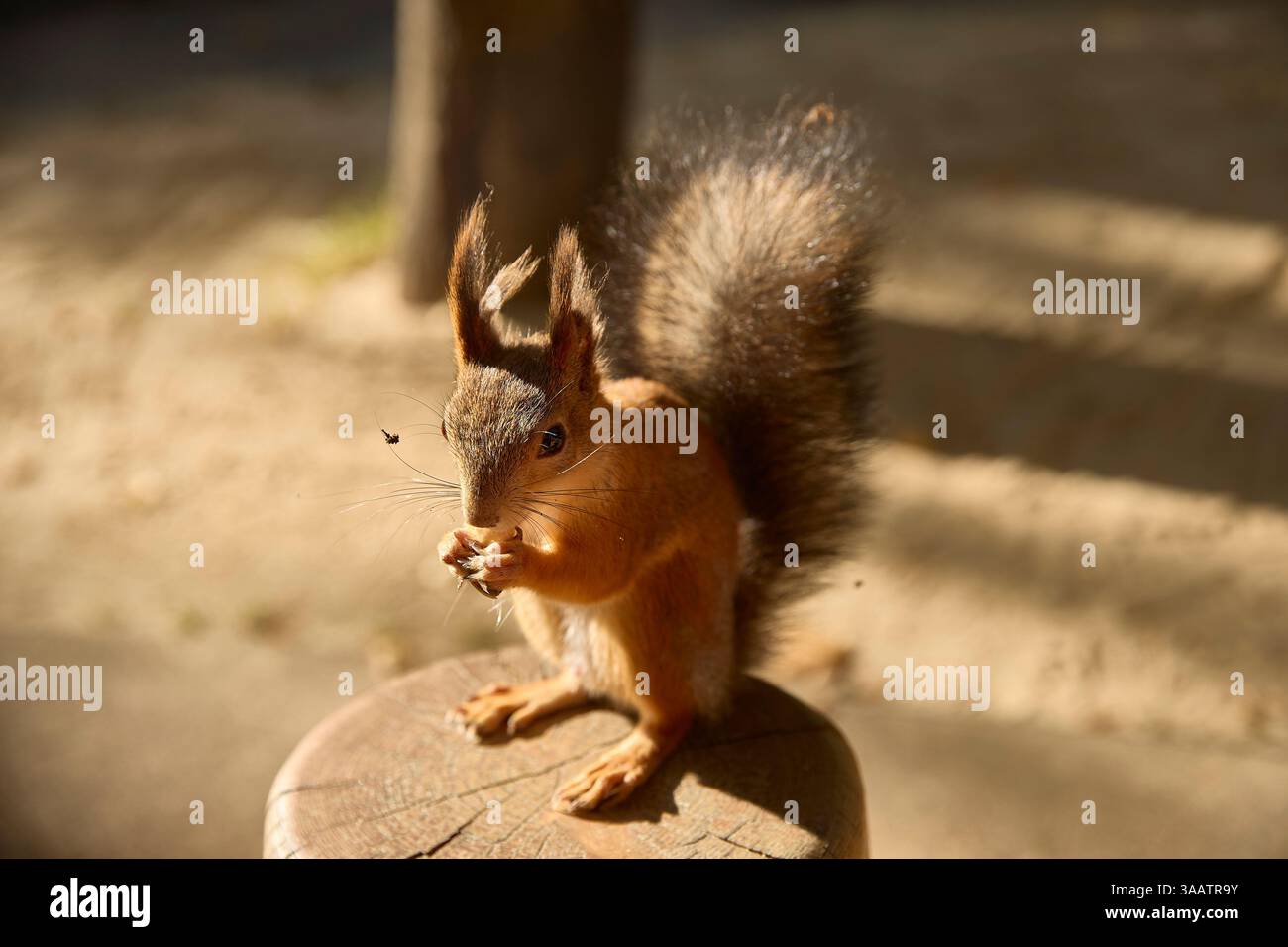 Close-up of a squirrel sitting on a tree stump, nibbling on a nut under ...