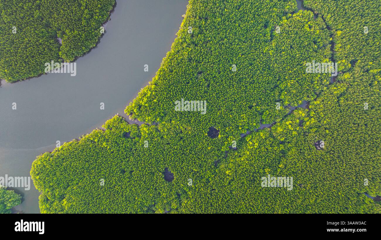 Aerial view of mangrove forest and delta river with meandering canals ...