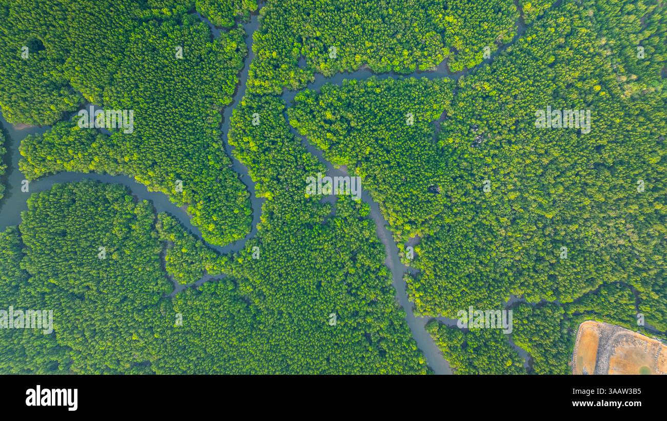 Aerial view of mangrove forest and delta river with meandering canals ...