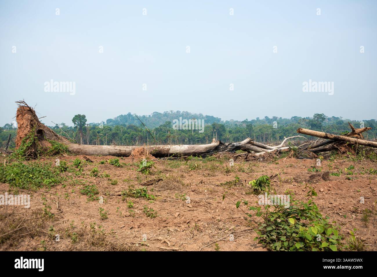 Dead trees on illegal deforestation in the Amazon Rainforest to open ...