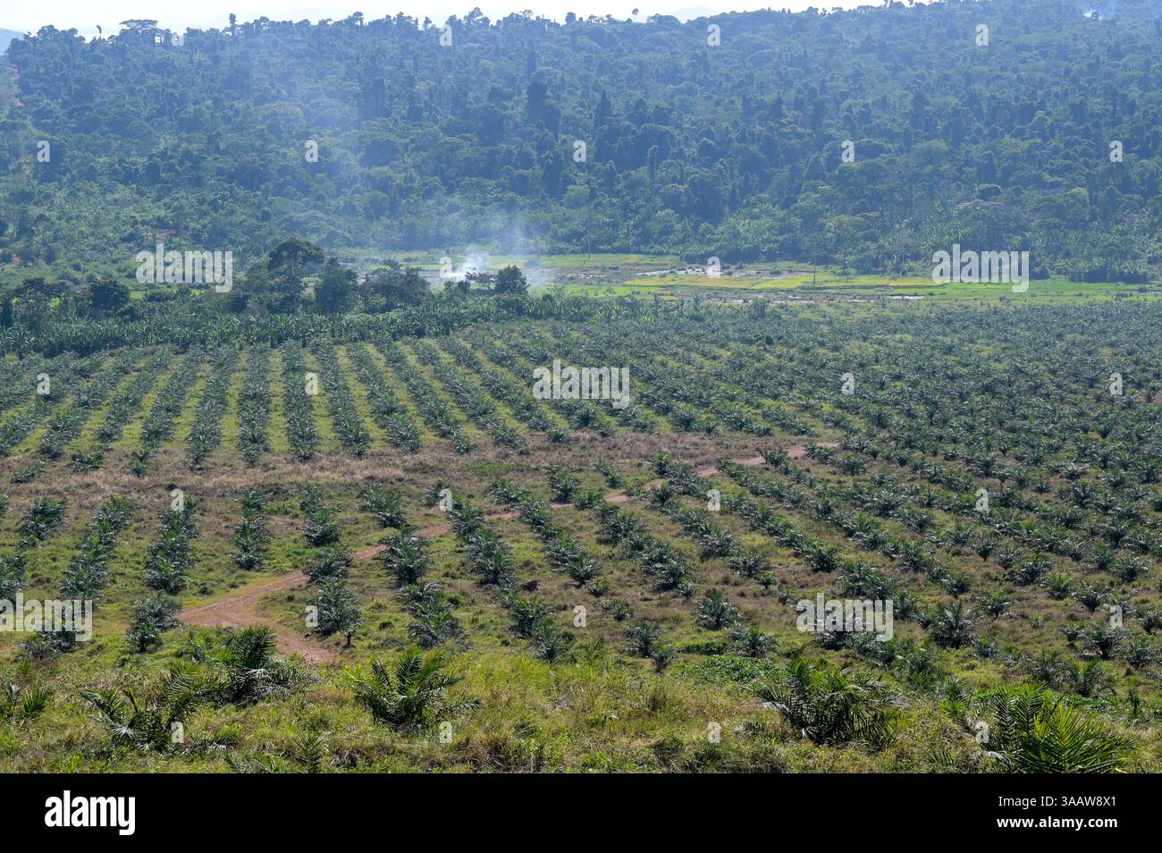 UGANDA, Buvuma Island in Lake Victoria, Oil Palm plantation of company ...