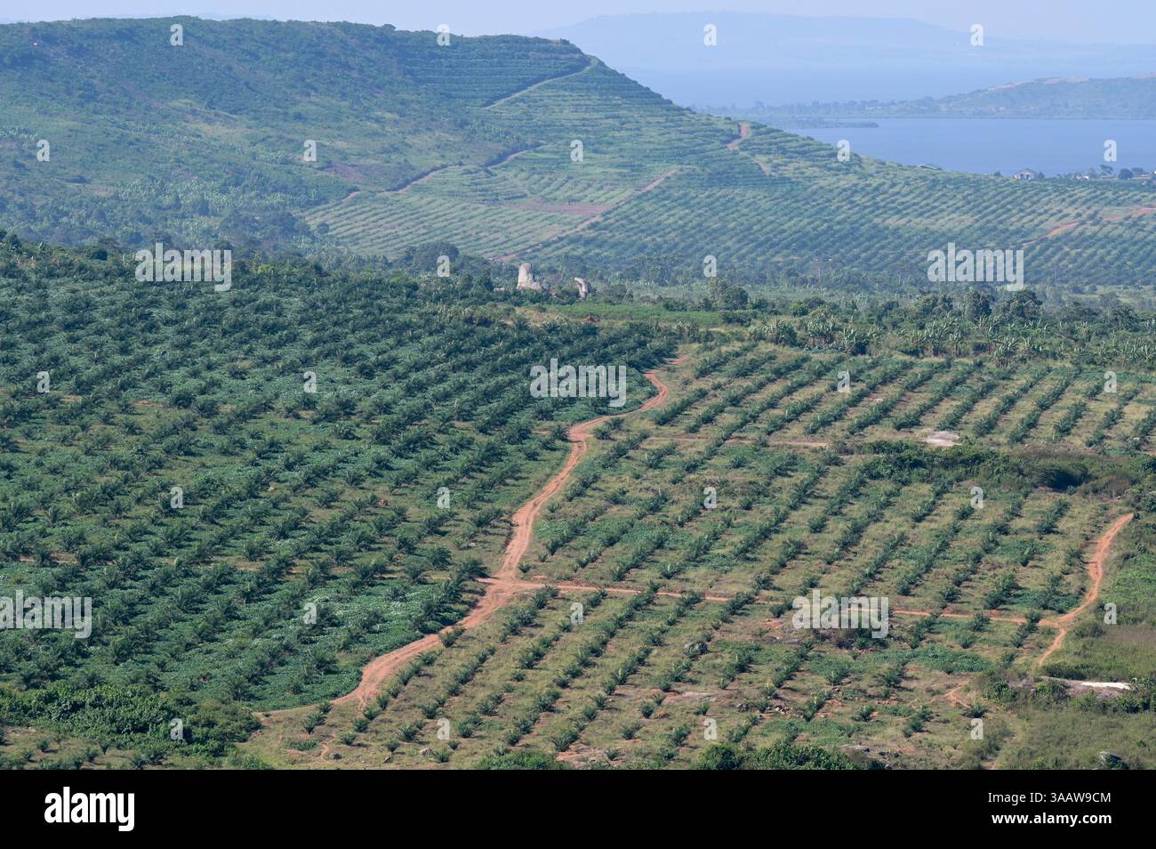 UGANDA, Buvuma Island in Lake Victoria, Oil Palm plantation of company ...