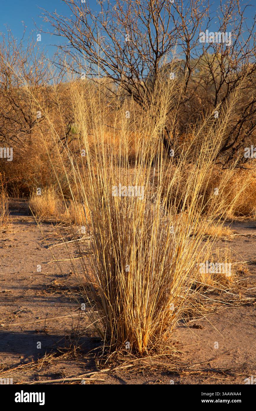 Sacaton grass hi-res stock photography and images - Alamy